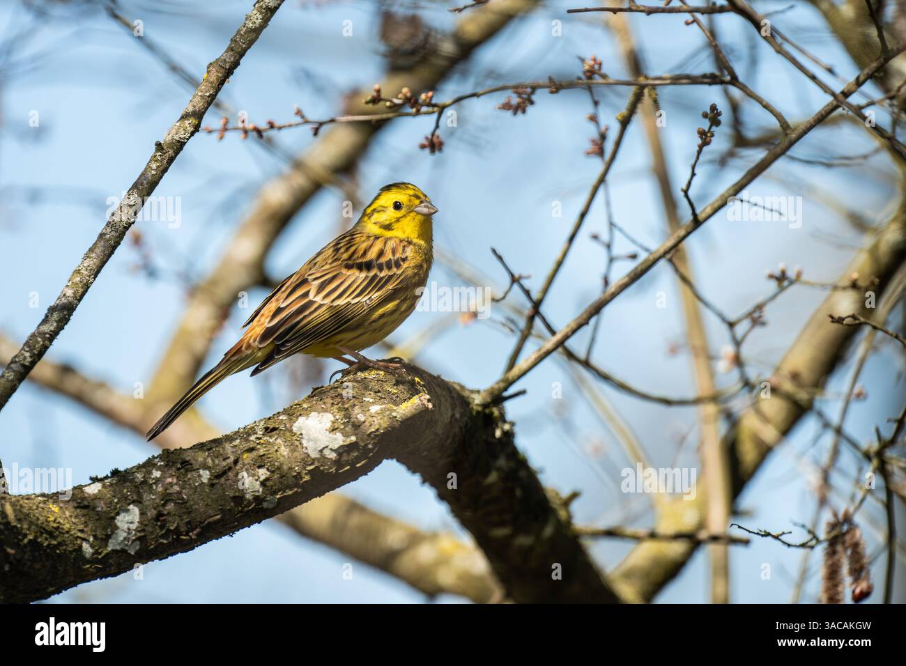 03 April 2025, Baden-Württemberg, Rottweil: A yellowhammer clings to a ...