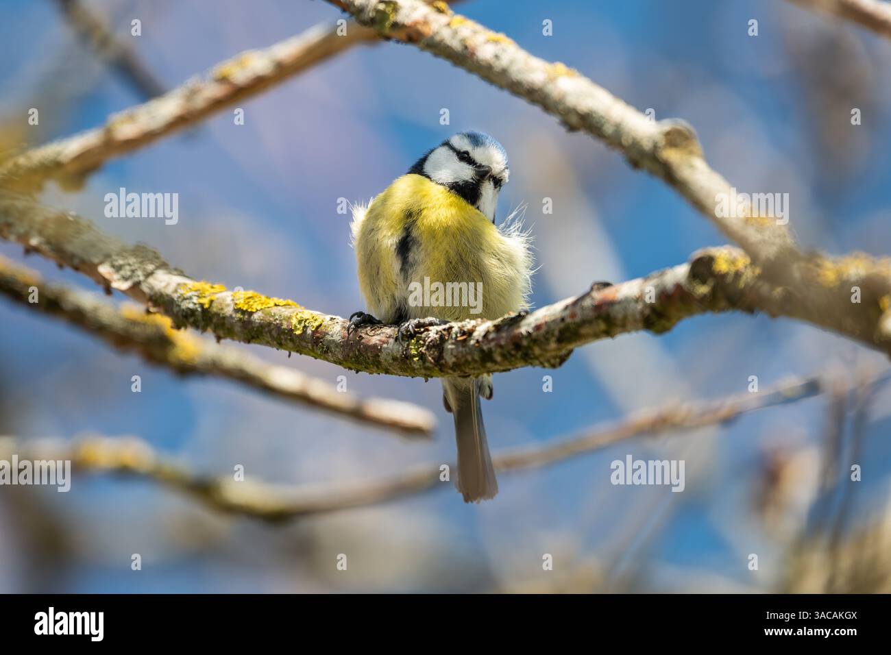 Rottweil, Germany. 03rd Apr, 2025. A blue tit clings to a branch of a ...