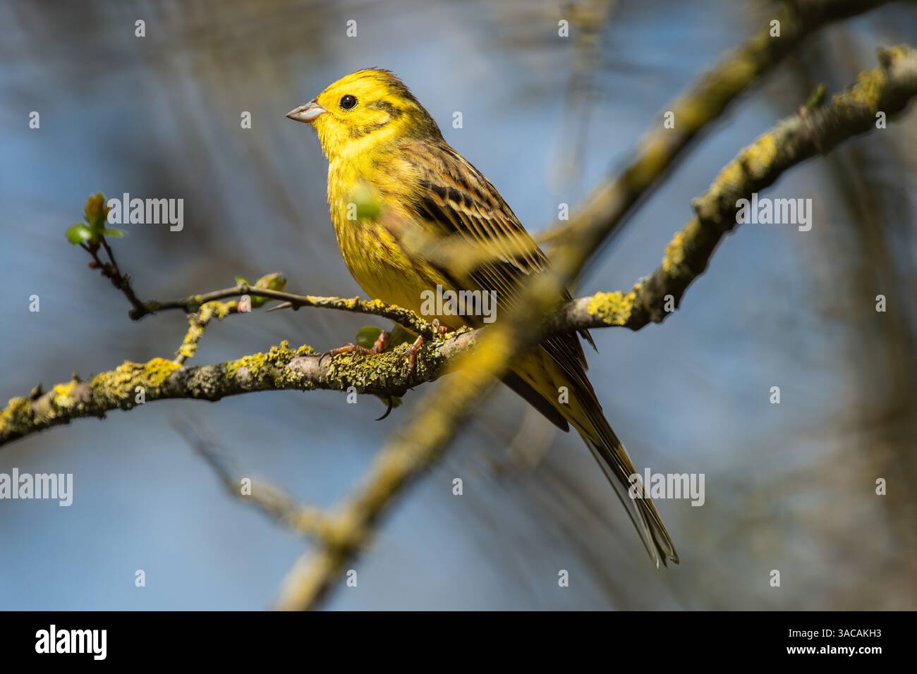 Rottweil, Germany. 03rd Apr, 2025. A yellowhammer clings to a branch of ...
