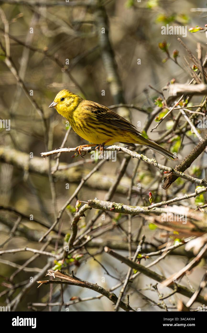 Rottweil, Germany. 03rd Apr, 2025. A yellowhammer clings to a branch of ...
