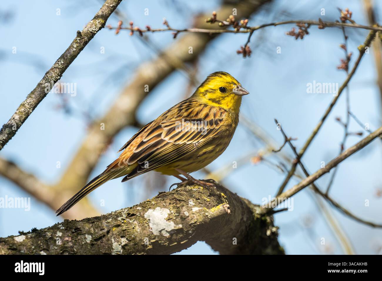 03 April 2025, Baden-Württemberg, Rottweil: A yellowhammer clings to a ...