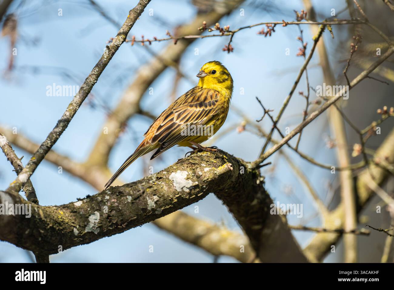 Rottweil, Germany. 03rd Apr, 2025. A yellowhammer clings to a branch of ...