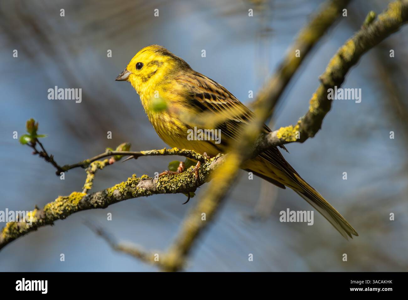 Rottweil, Germany. 03rd Apr, 2025. A yellowhammer clings to a branch of ...