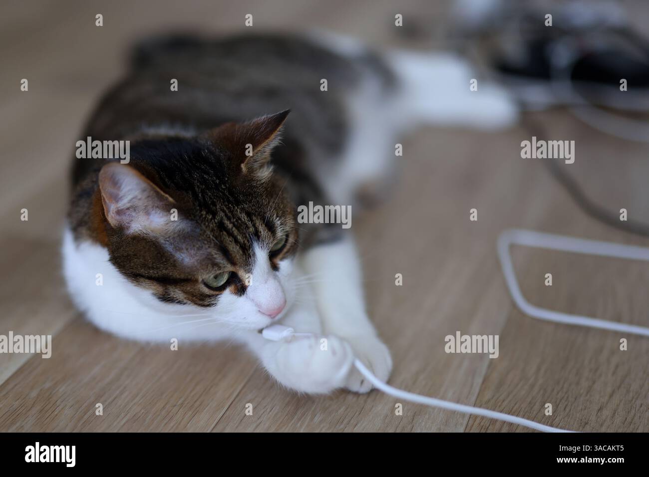 Close-up of playful cat biting a cord, pet safety and home hazards ...