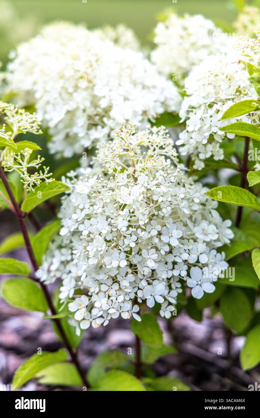 Hydrangea paniculata magical candle. It's also called panicled ...
