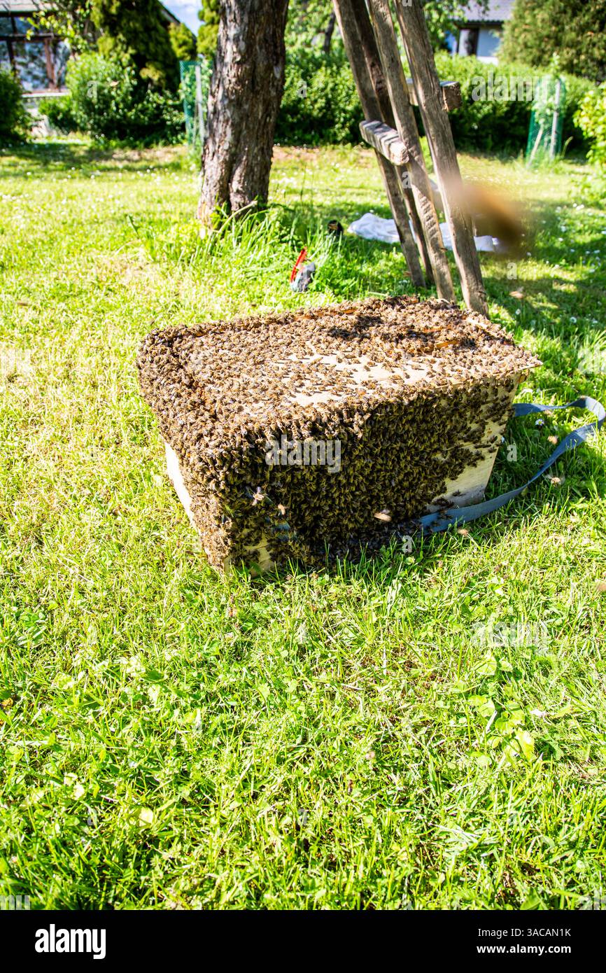 Bee hive box for collecting swarming bees outside of beehive Stock ...