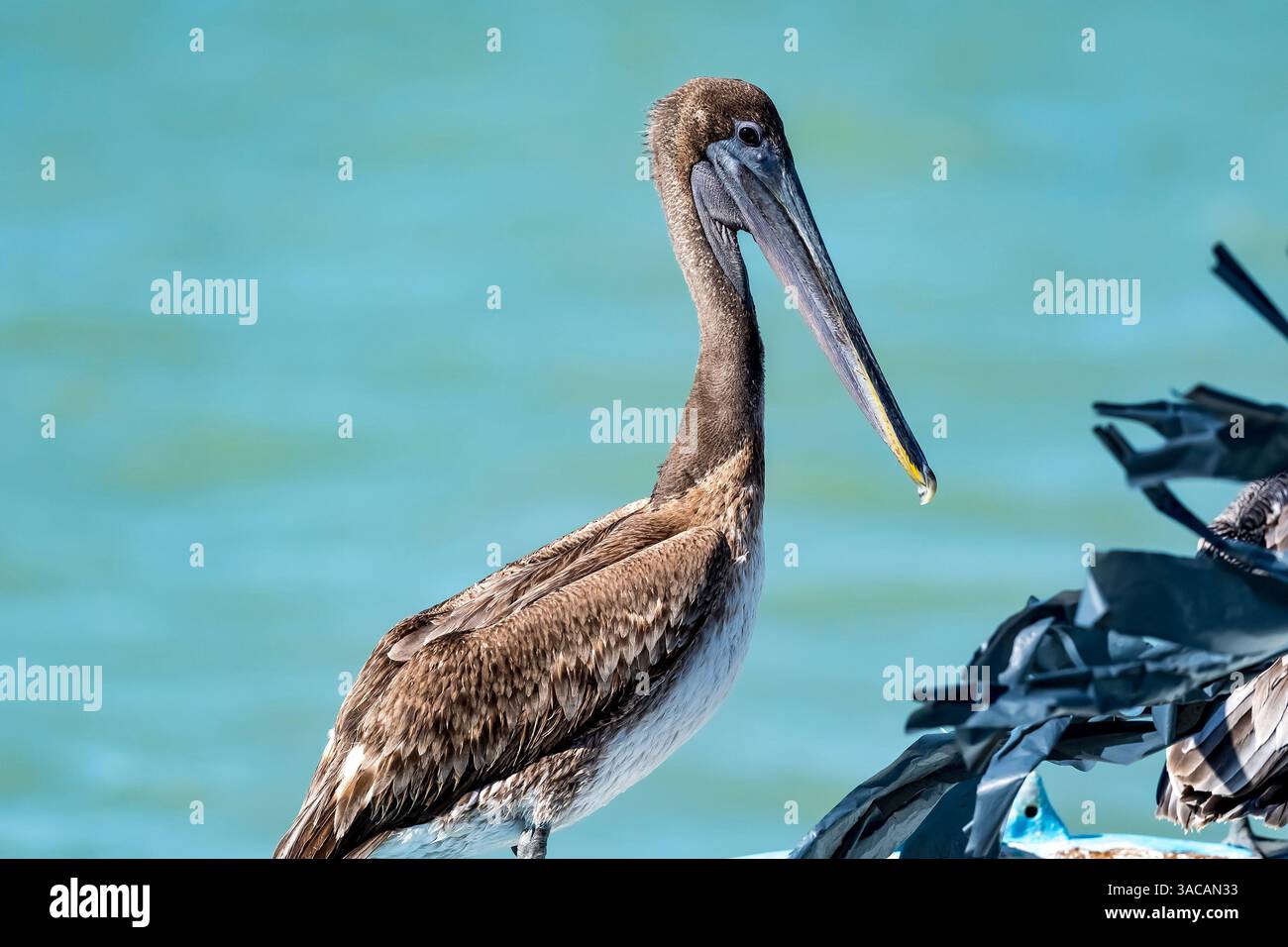A beautiful pelican sits in the Yucatan Peninsula, scanning the surface ...