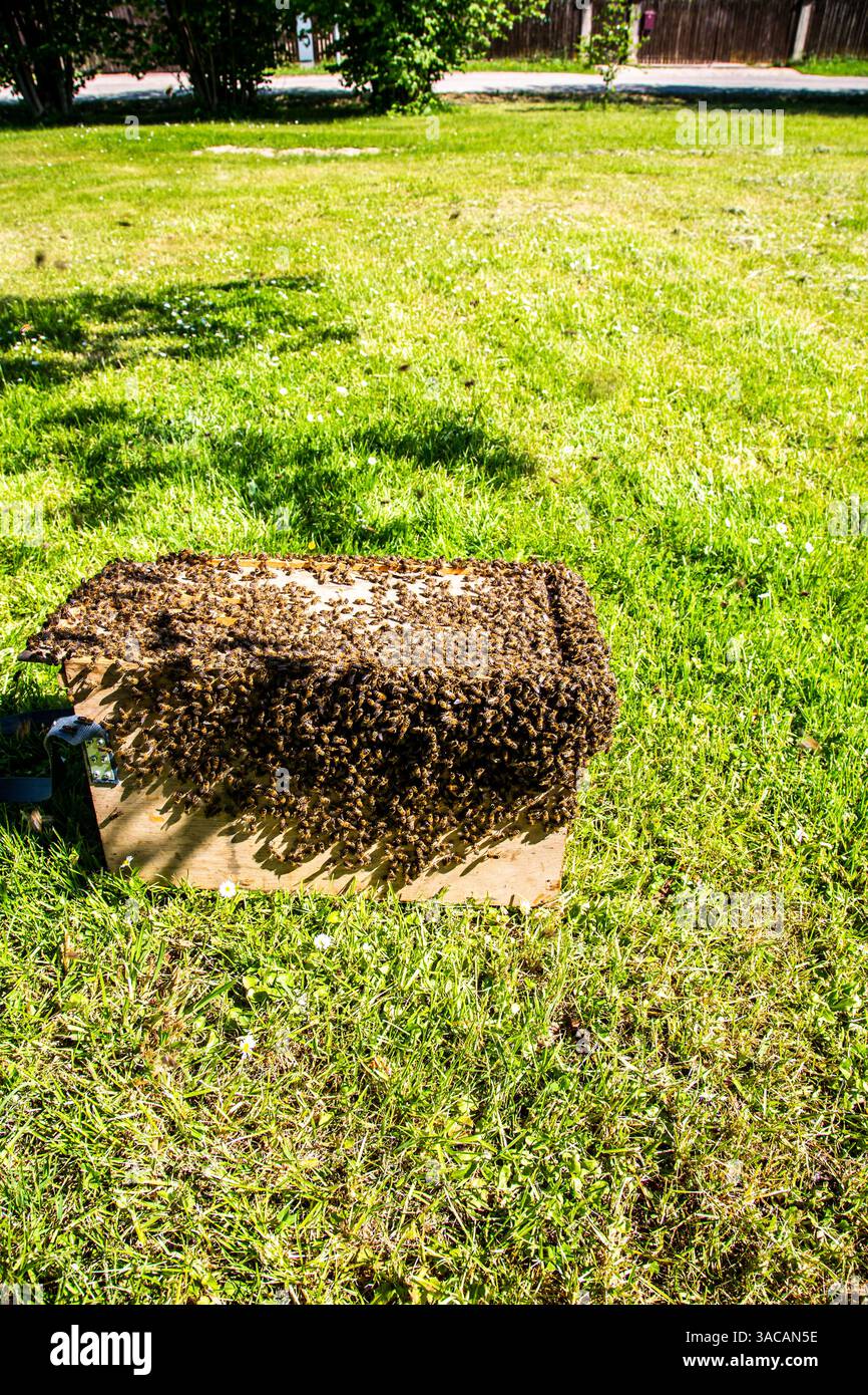 Bee hive box for collecting swarming bees outside of beehive Stock ...