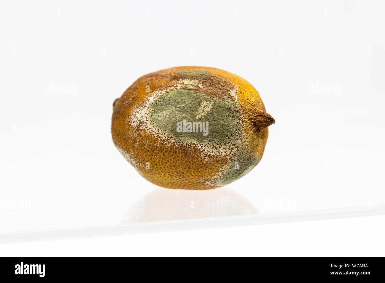 Rotten Molded lemon on white background Stock Photo - Alamy