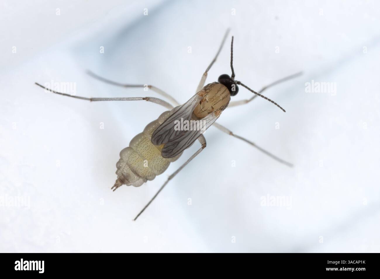 Dark-winged Fungus Gnat (Sciaridae). Pests in the soil of potted plants ...
