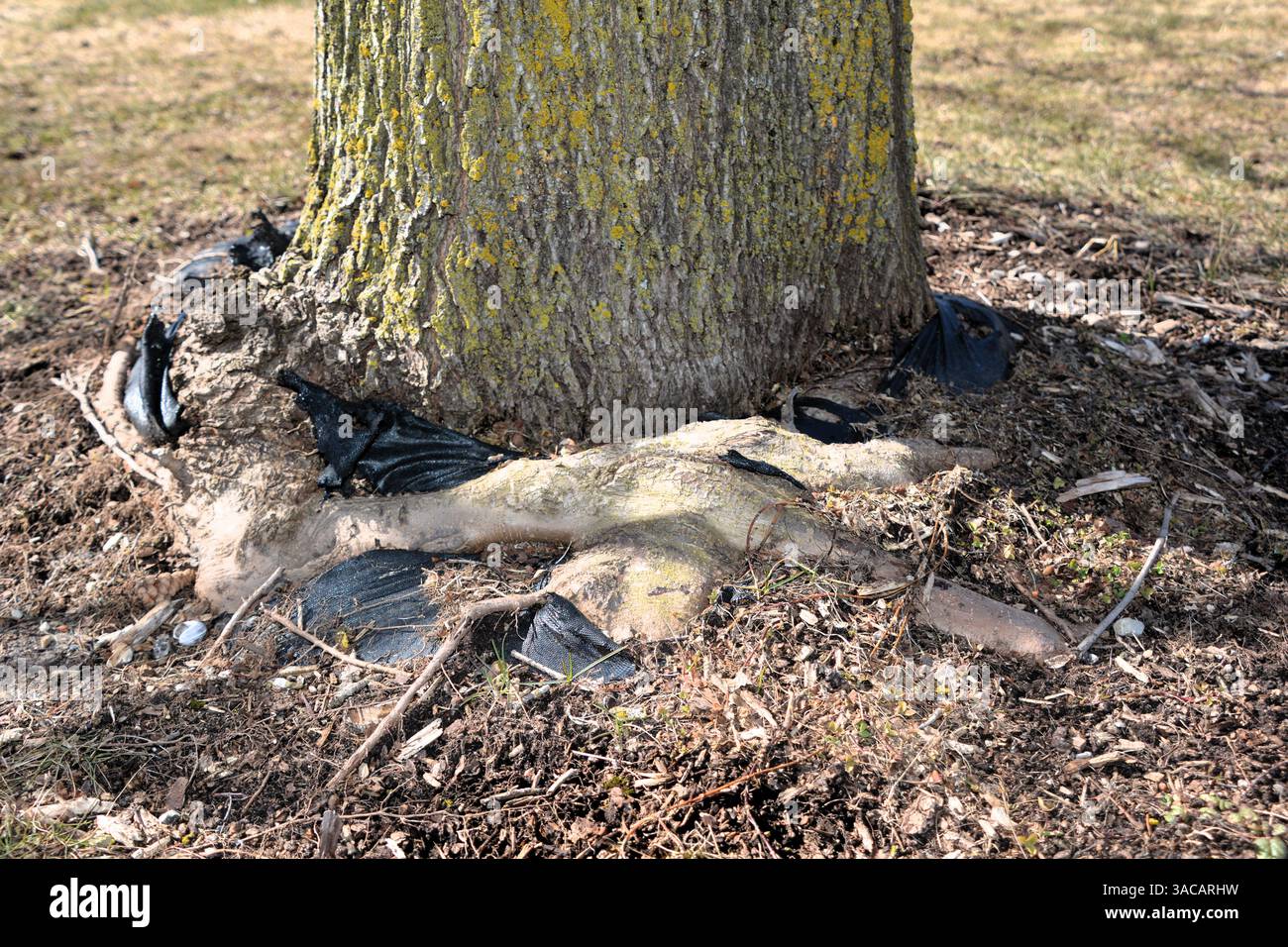 Maple tree showing damage from prolonged deep much bed at trunk causing ...