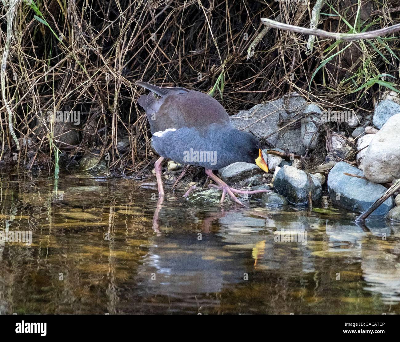 Lesser Moorhen (Paragallinula angulata) rare vagrant bird. First ...