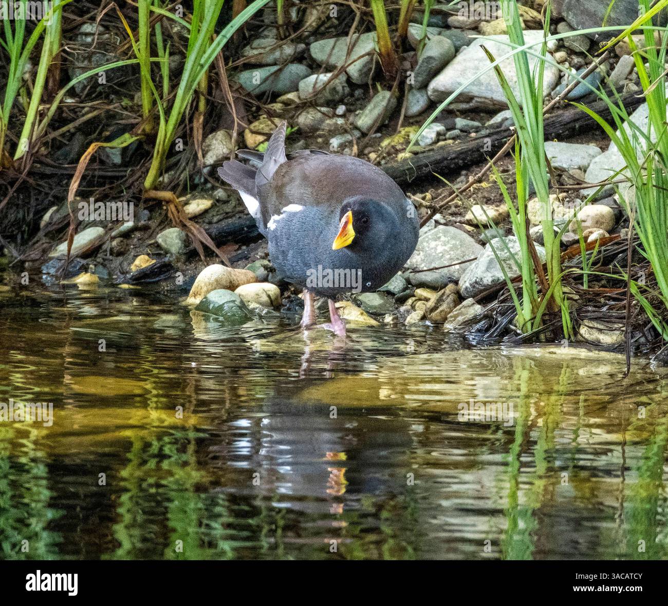 Paragallinula angulata cyprus hi-res stock photography and images - Alamy