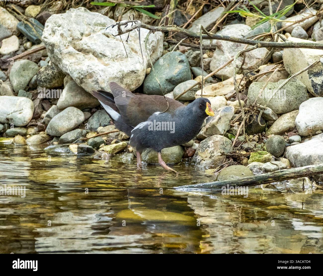 Paragallinula angulata april 2025 hi-res stock photography and images ...
