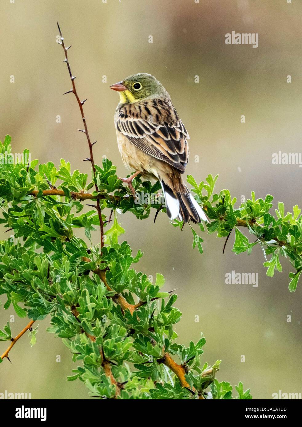 Ortolan bunting april cyprus hi-res stock photography and images - Alamy