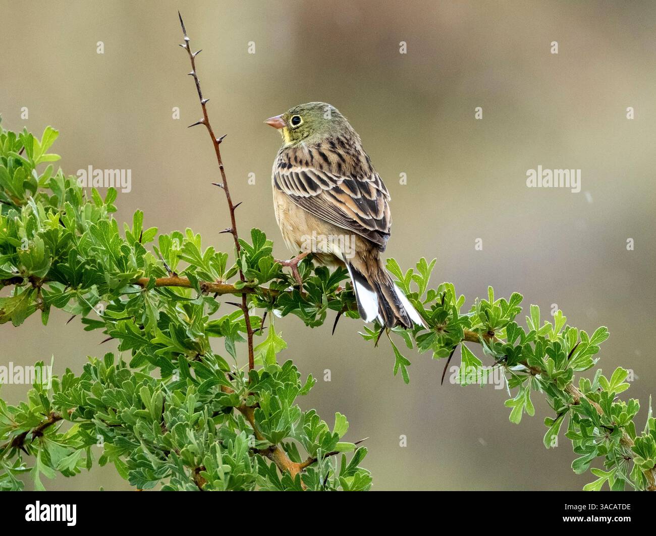 The ortolan emberiza hortulana cyprus hi-res stock photography and ...