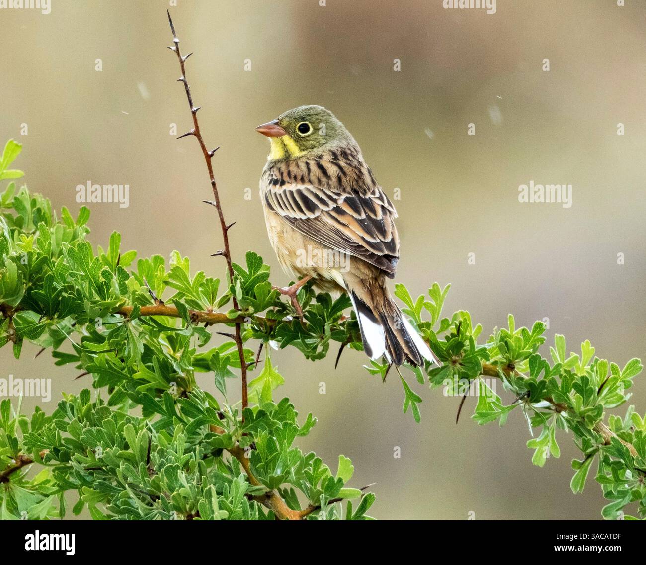 Ortolan bunting april cyprus hi-res stock photography and images - Alamy