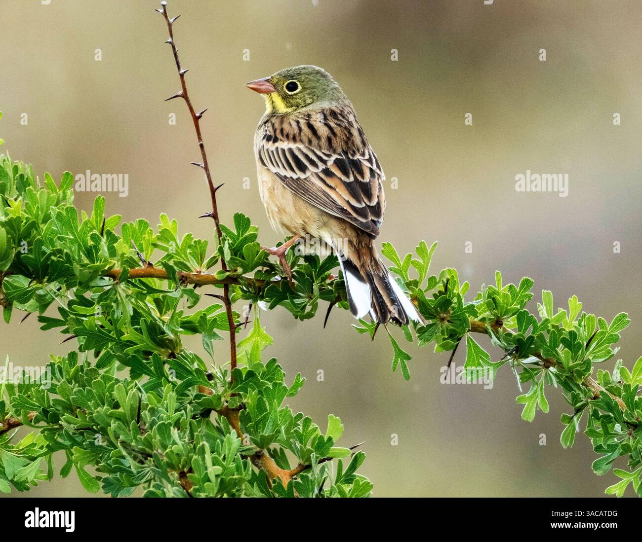 Ortolan bunting april cyprus hi-res stock photography and images - Alamy