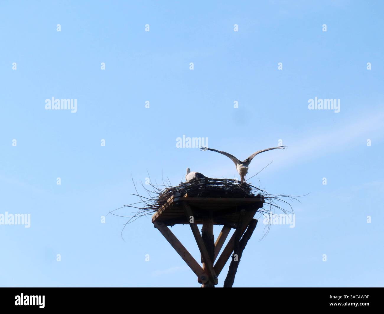 ...aller Anfang ist schwer...frisch vermaehlt und schon so schwere ...