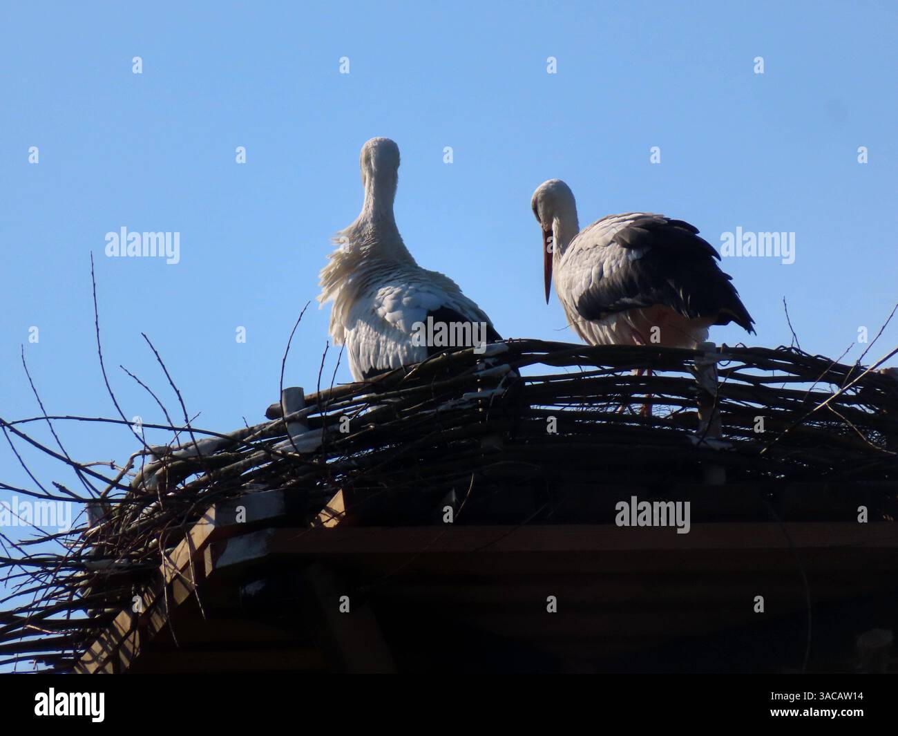 ...aufstehen und sich strecken - das Gefieder lueften und sich fuer ...