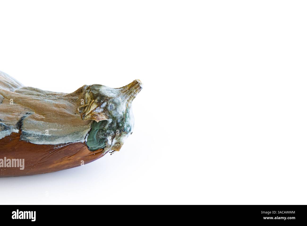 Closeup view of a moldy rotten spoiled eggplant. The vegetable skin is ...