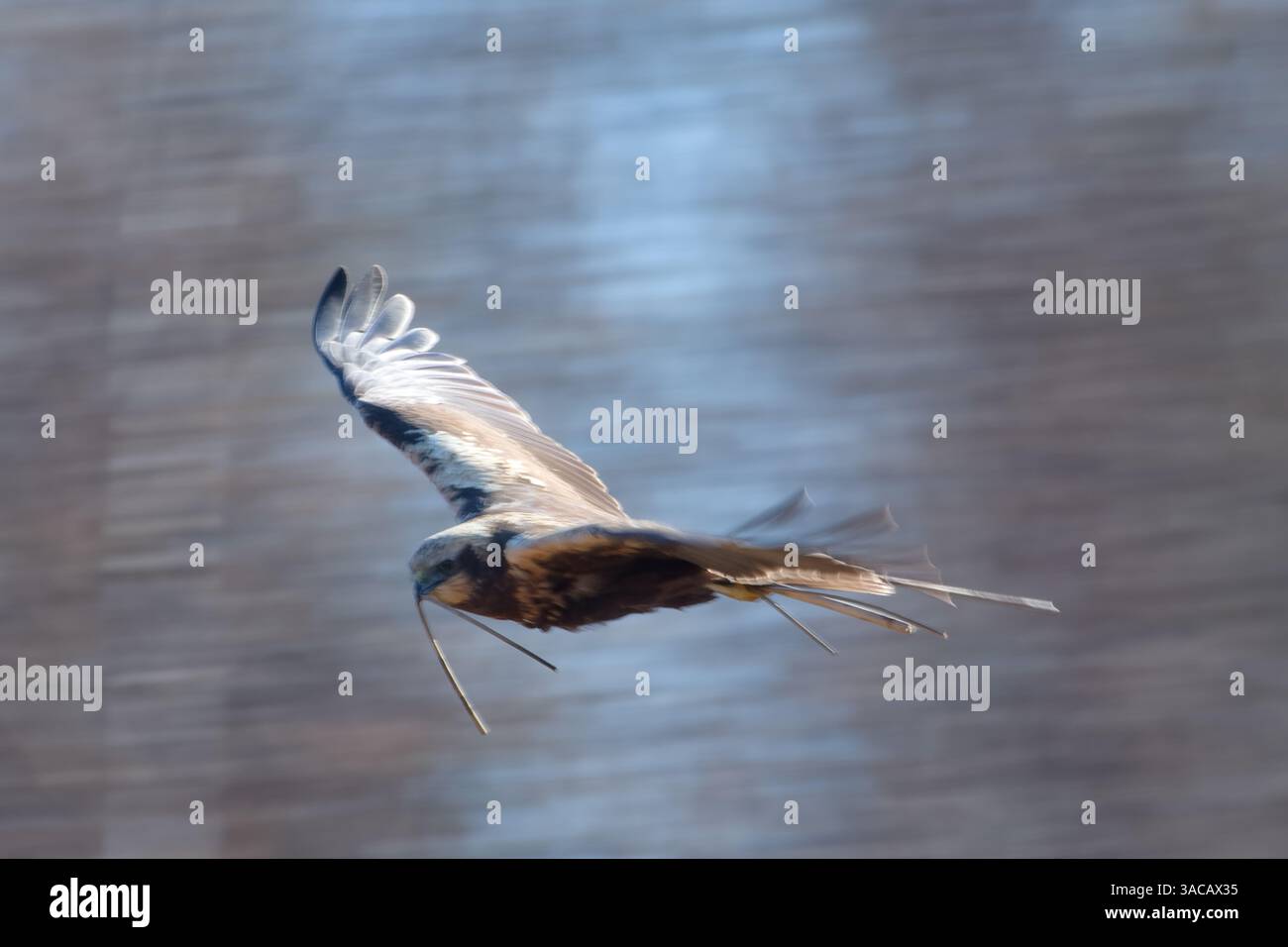 Male western marsh harrier flying in the birch tree forest in full ...