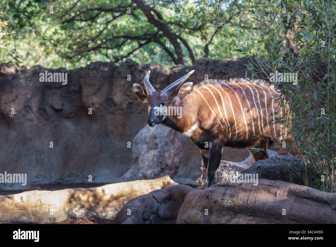 Eastern bongo (Tragelaphus eurycerus isaaci), also known as the ...