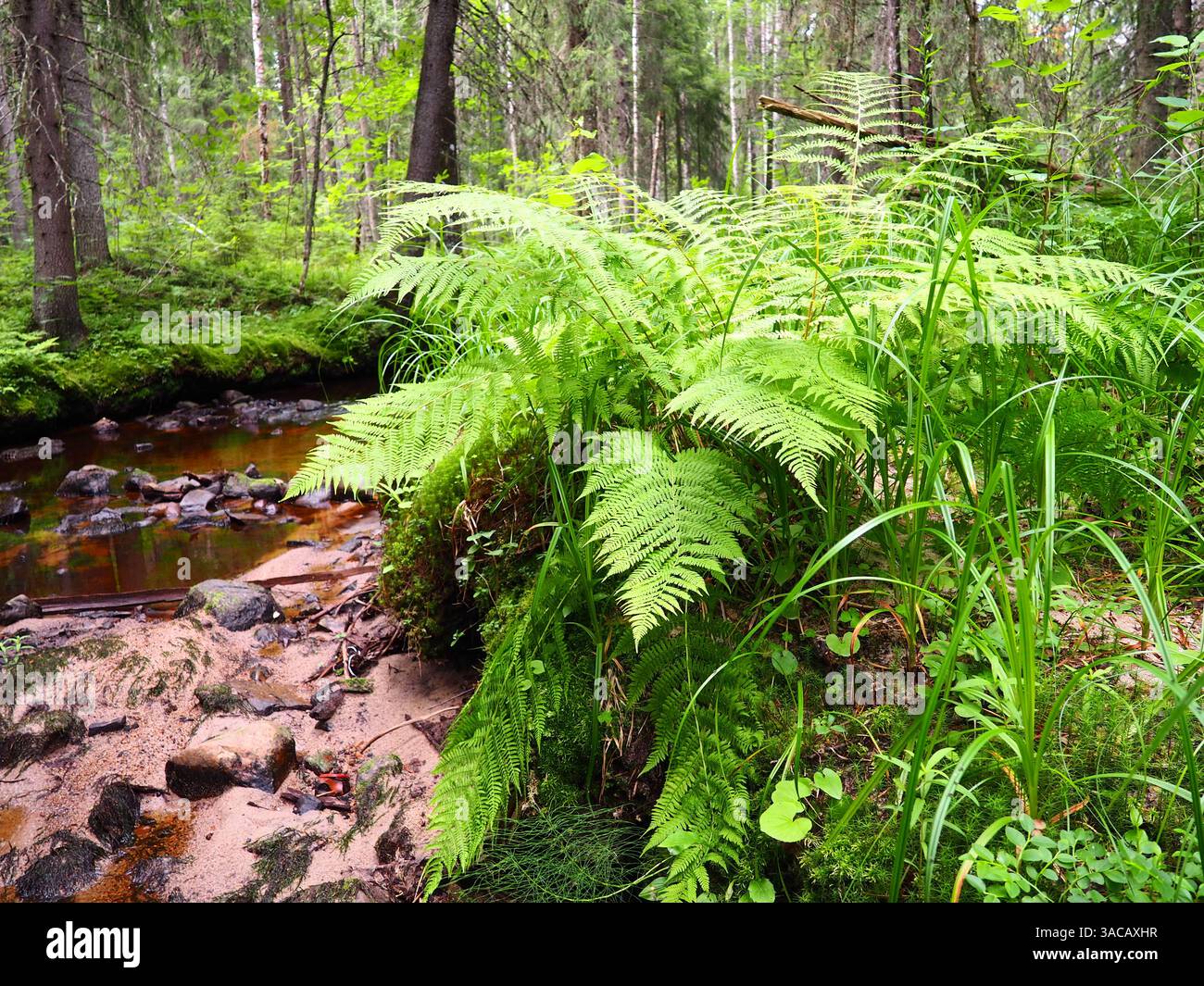 Fern plant in the forest. Beautiful graceful green leaves ...