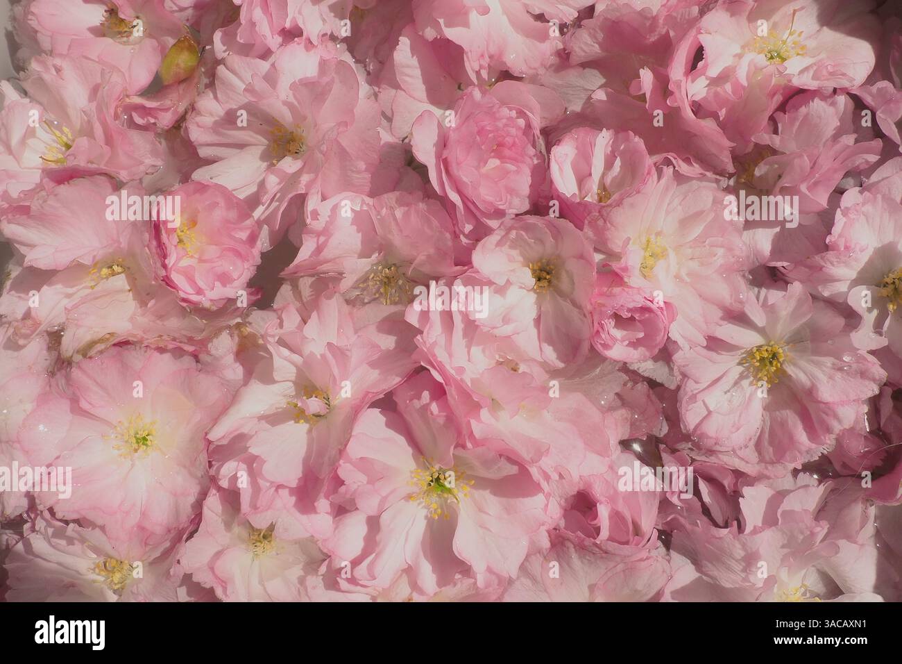 Pink flowers cherry sakura background. Flower wall. Soft selective ...