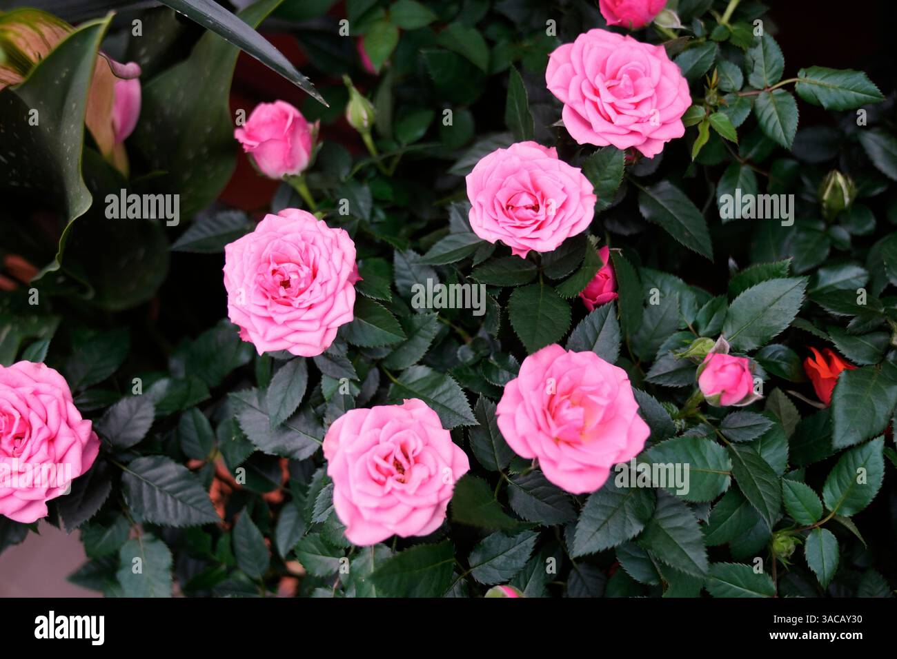 Mini roses imported from Canada are for sale at Gethsemane Garden ...