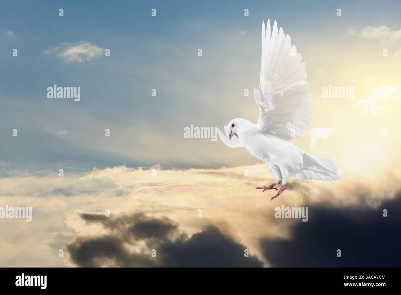 Beautiful white dove flying in sky under sunlight Stock Photo - Alamy