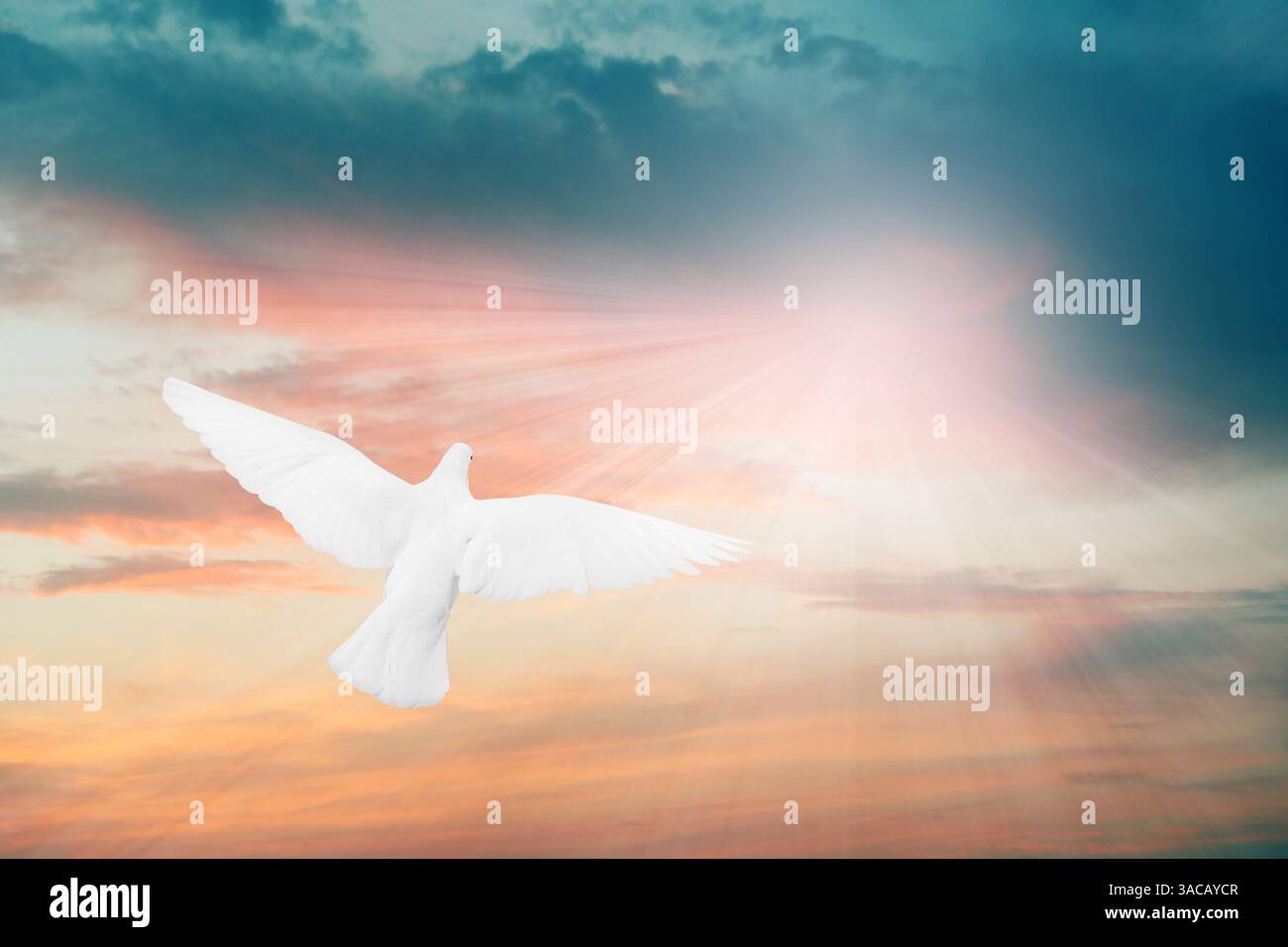 Beautiful white dove flying in sky under sunlight Stock Photo - Alamy