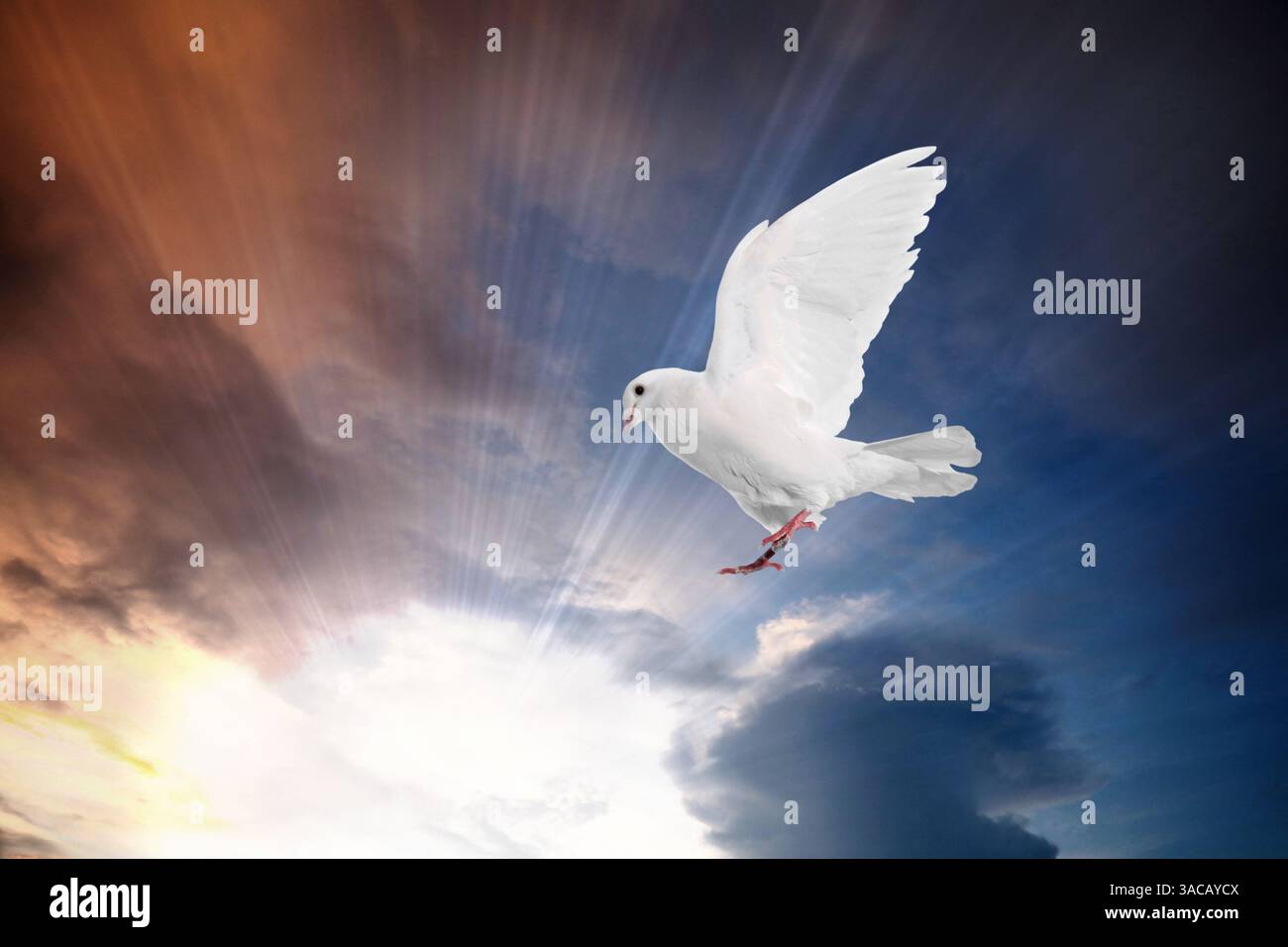 Beautiful white dove flying in sky under sunlight Stock Photo - Alamy
