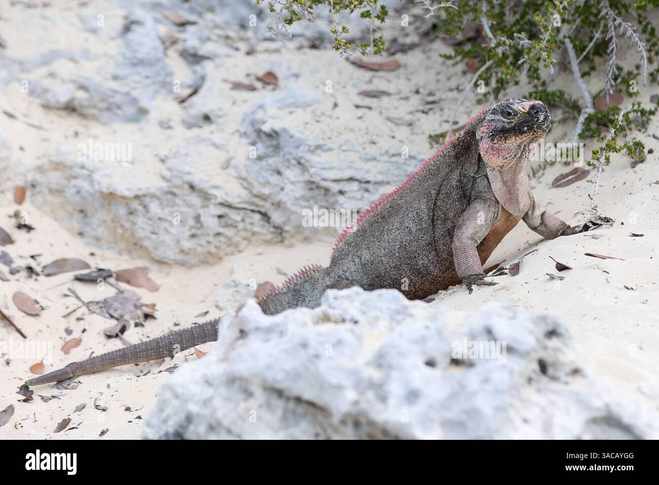 Echsen, Leguane auf Leaf Cay, Yacht, Exuma Bahamas, Travel, 2025 ...