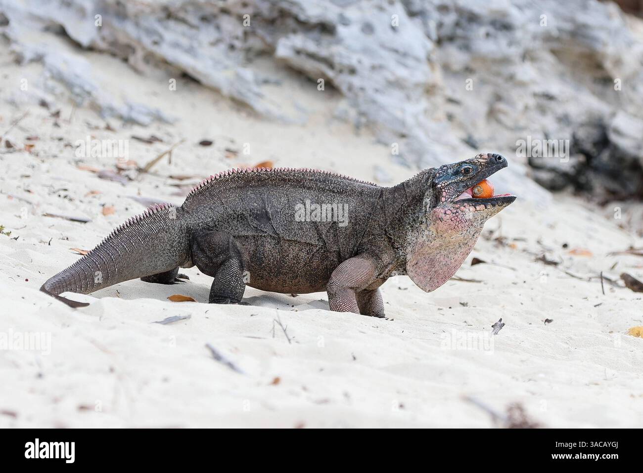 Echsen, Leguane auf Leaf Cay, Yacht, Exuma Bahamas, Travel, 2025 ...