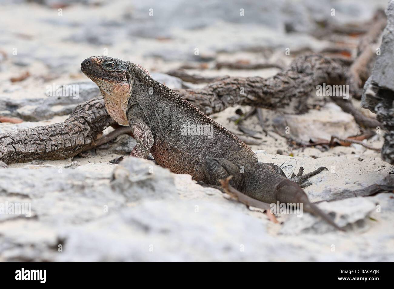 Echsen, Leguane auf Leaf Cay, Yacht, Exuma Bahamas, Travel, 2025 ...