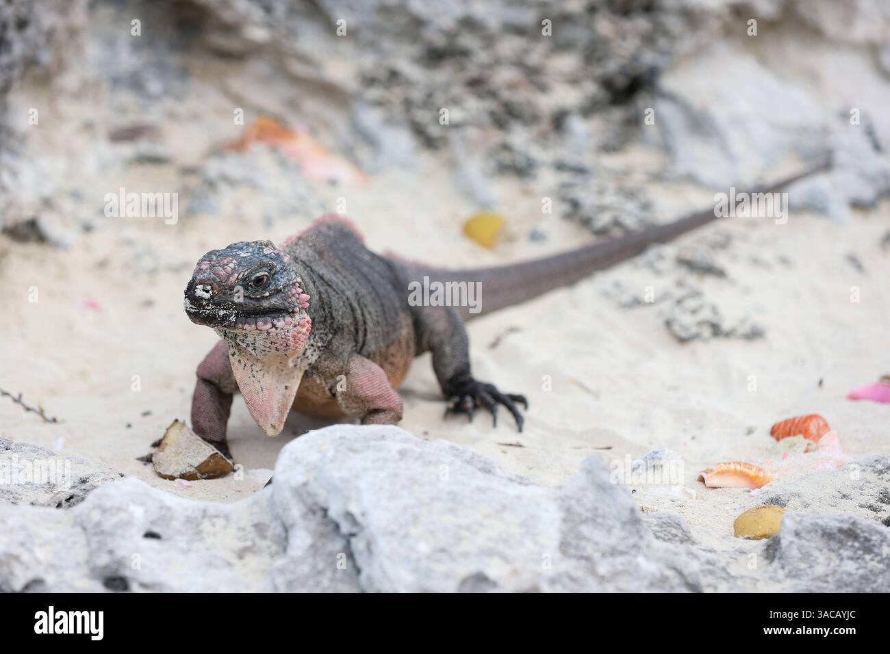 Echsen, Leguane auf Leaf Cay, Yacht, Exuma Bahamas, Travel, 2025 ...
