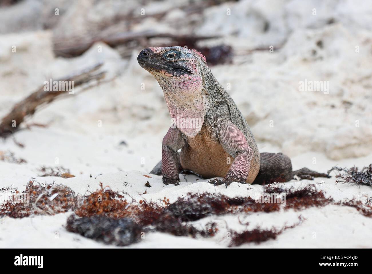 Echsen, Leguane auf Leaf Cay, Yacht, Exuma Bahamas, Travel, 2025 ...