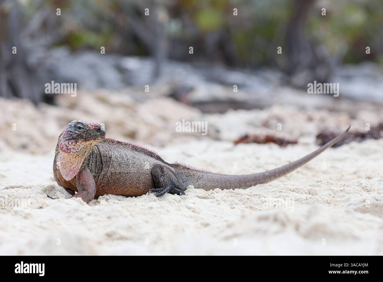 Echsen, Leguane auf Leaf Cay, Yacht, Exuma Bahamas, Travel, 2025 ...