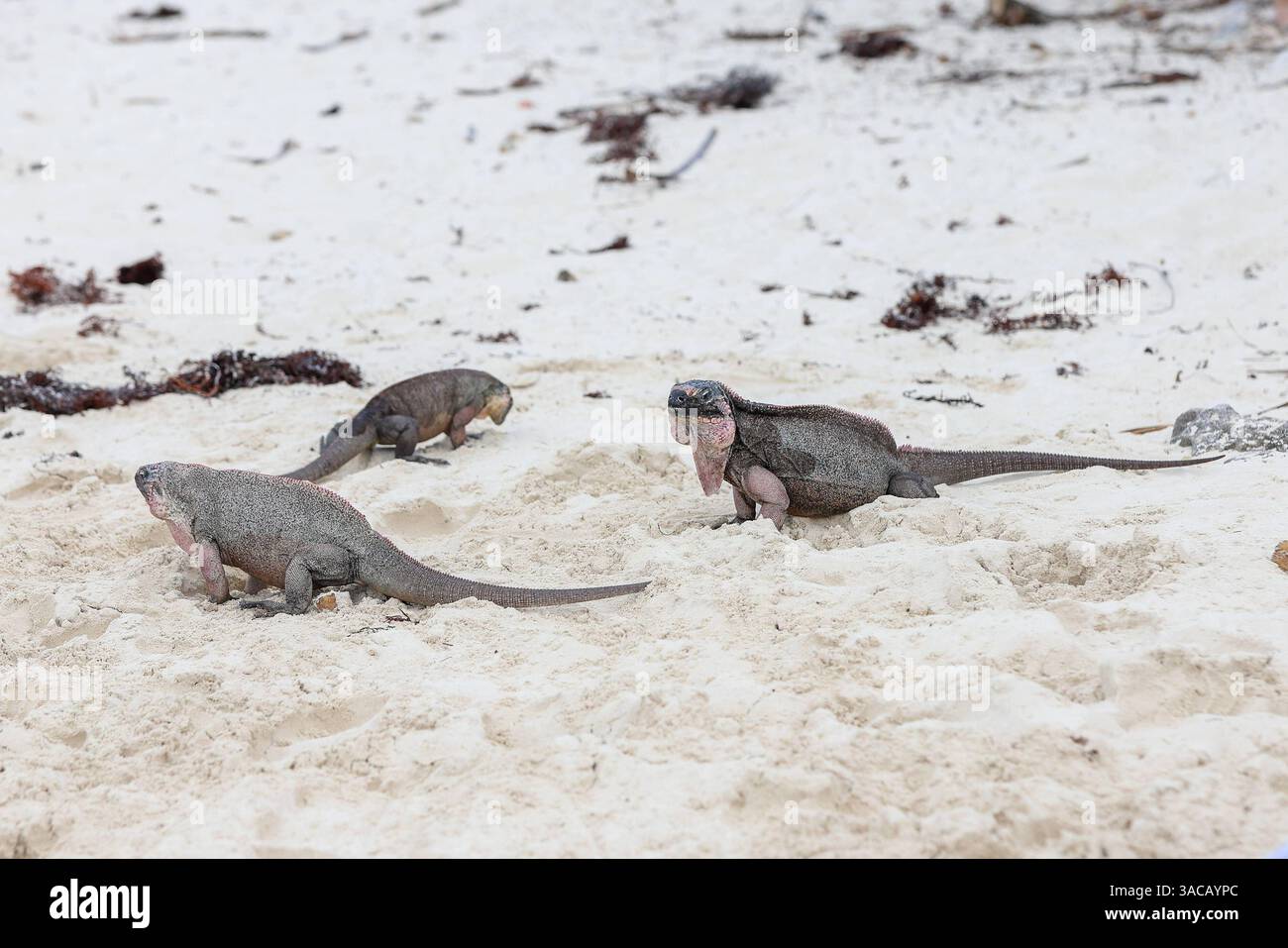 Echsen, Leguane auf Leaf Cay, Yacht, Exuma Bahamas, Travel, 2025 ...