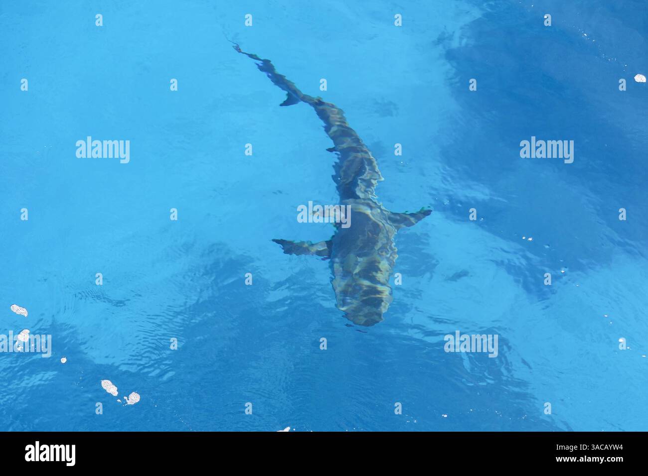 Haie, Exuma Bahamas, Travel, 2025 Bahamas Bahamas Bahamas *** Sharks ...