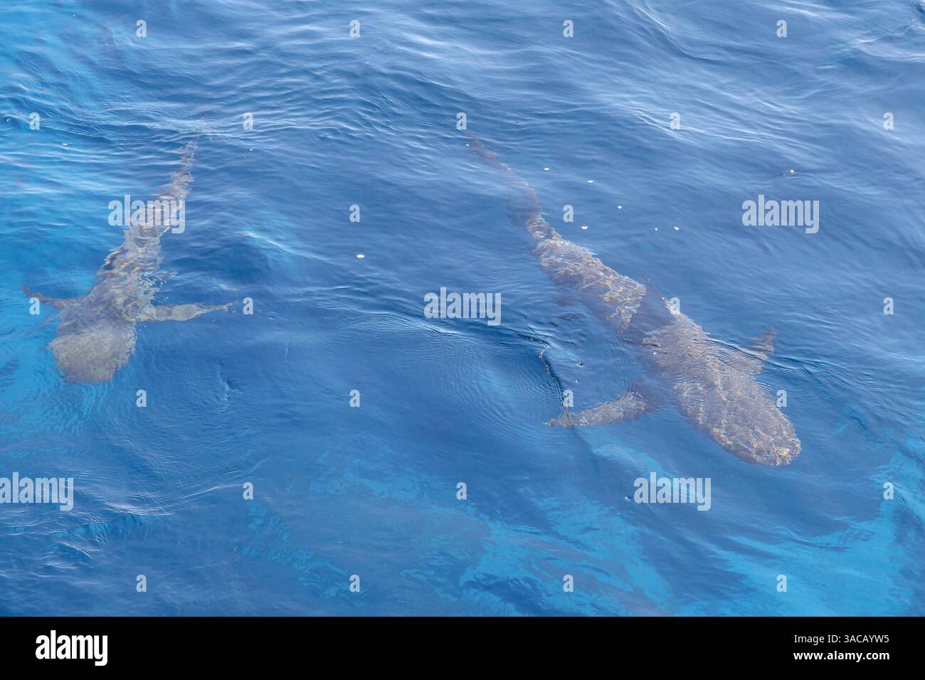 Haie, Exuma Bahamas, Travel, 2025 Bahamas Bahamas Bahamas *** Sharks ...