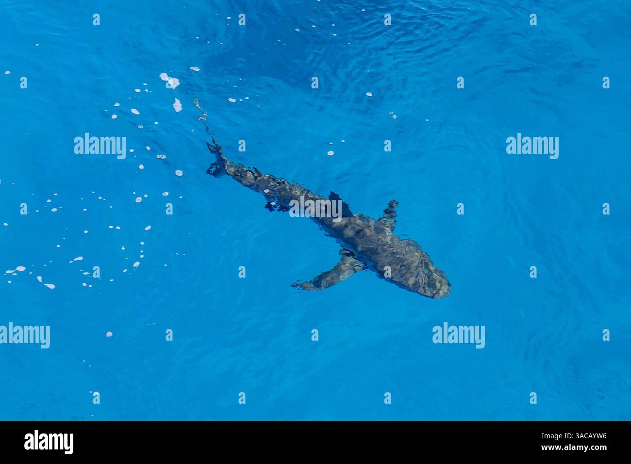 Haie, Exuma Bahamas, Travel, 2025 Bahamas Bahamas Bahamas *** Sharks ...