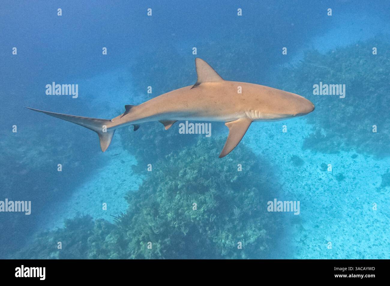 Haie, Exuma Bahamas, Travel, 2025 Bahamas Bahamas Bahamas *** Sharks ...
