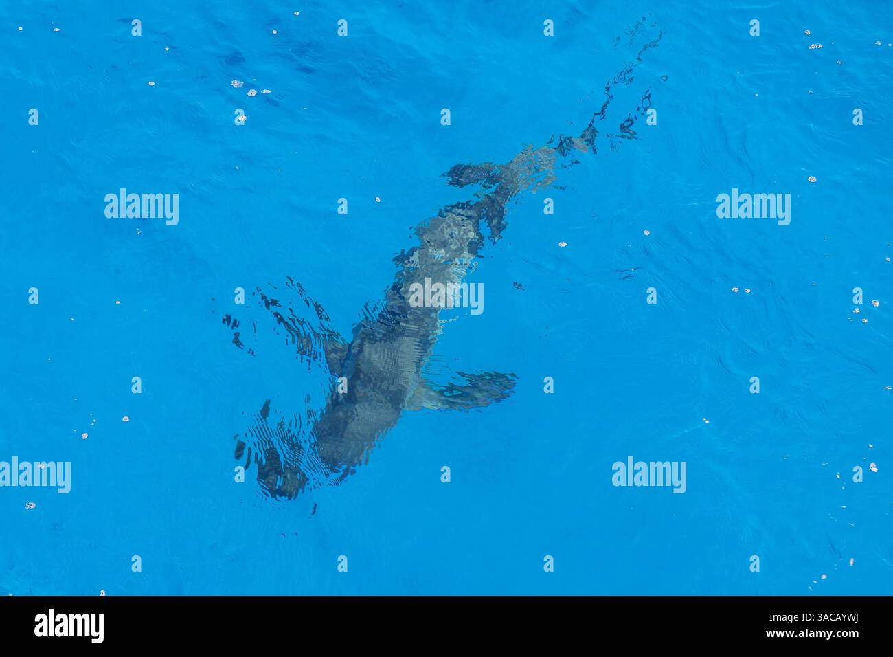 Haie, Exuma Bahamas, Travel, 2025 Bahamas Bahamas Bahamas *** Sharks ...