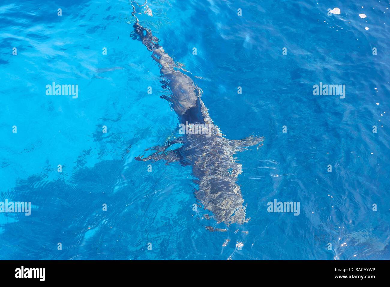 Haie, Exuma Bahamas, Travel, 2025 Bahamas Bahamas Bahamas *** Sharks ...