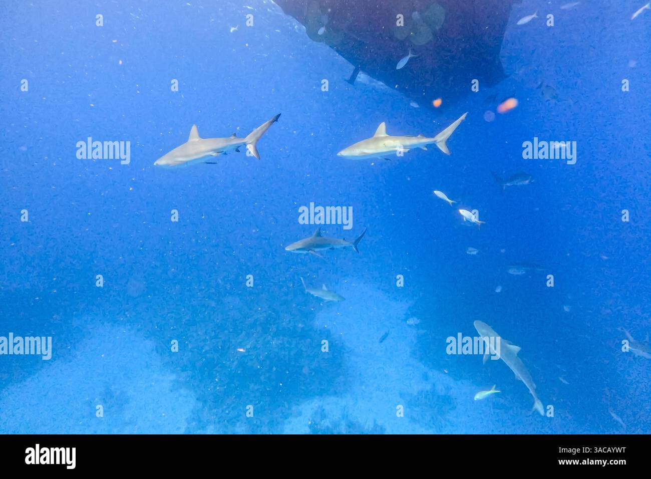 Haie, Exuma Bahamas, Travel, 2025 Bahamas Bahamas Bahamas *** Sharks ...