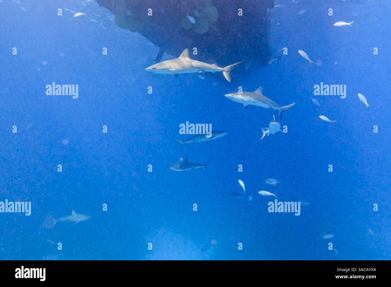 Haie, Exuma Bahamas, Travel, 2025 Bahamas Bahamas Bahamas *** Sharks ...