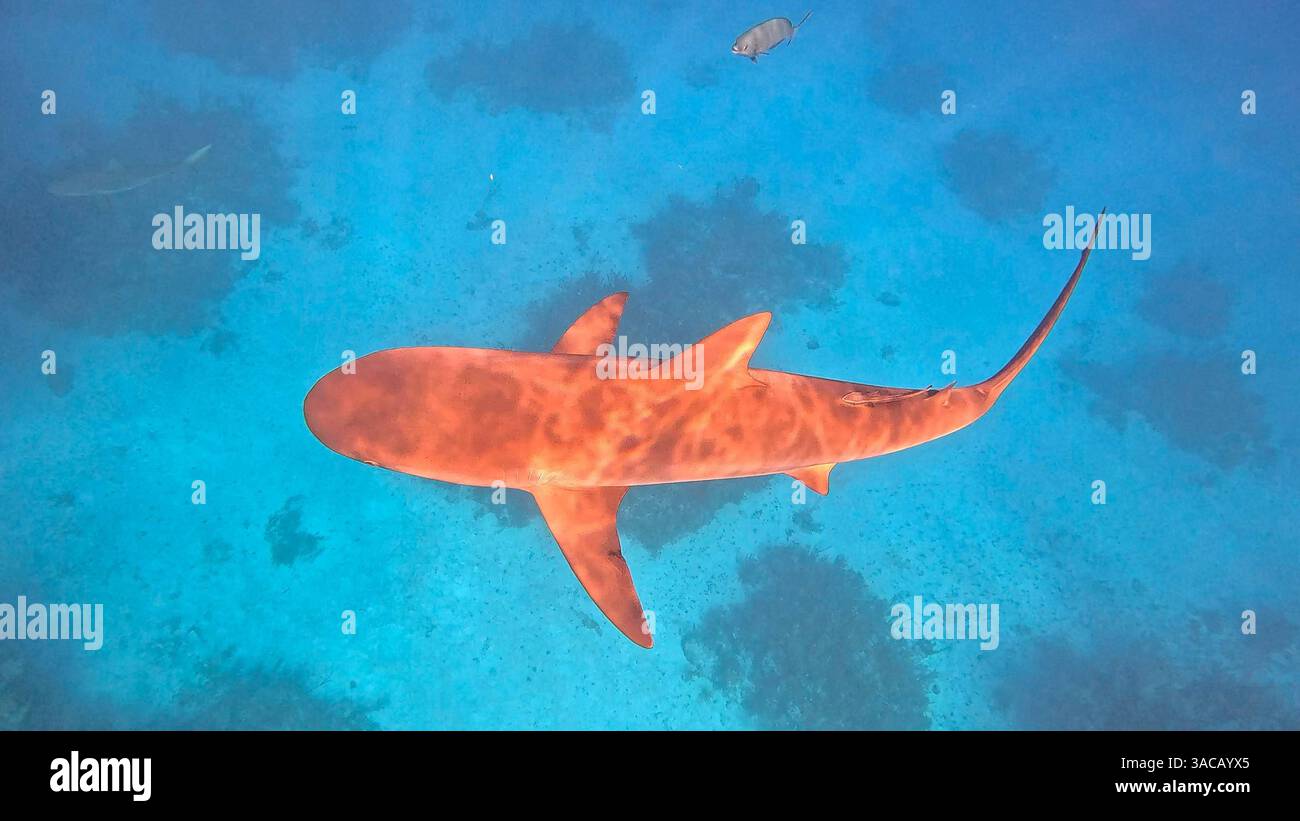 Haie, Exuma Bahamas, Travel, 2025 Bahamas Bahamas Bahamas *** Sharks ...