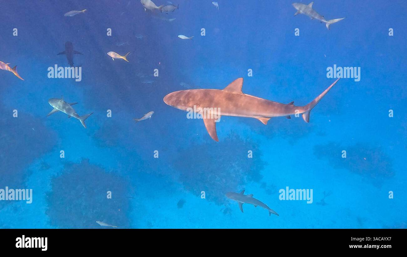 Haie, Exuma Bahamas, Travel, 2025 Bahamas Bahamas Bahamas *** Sharks ...